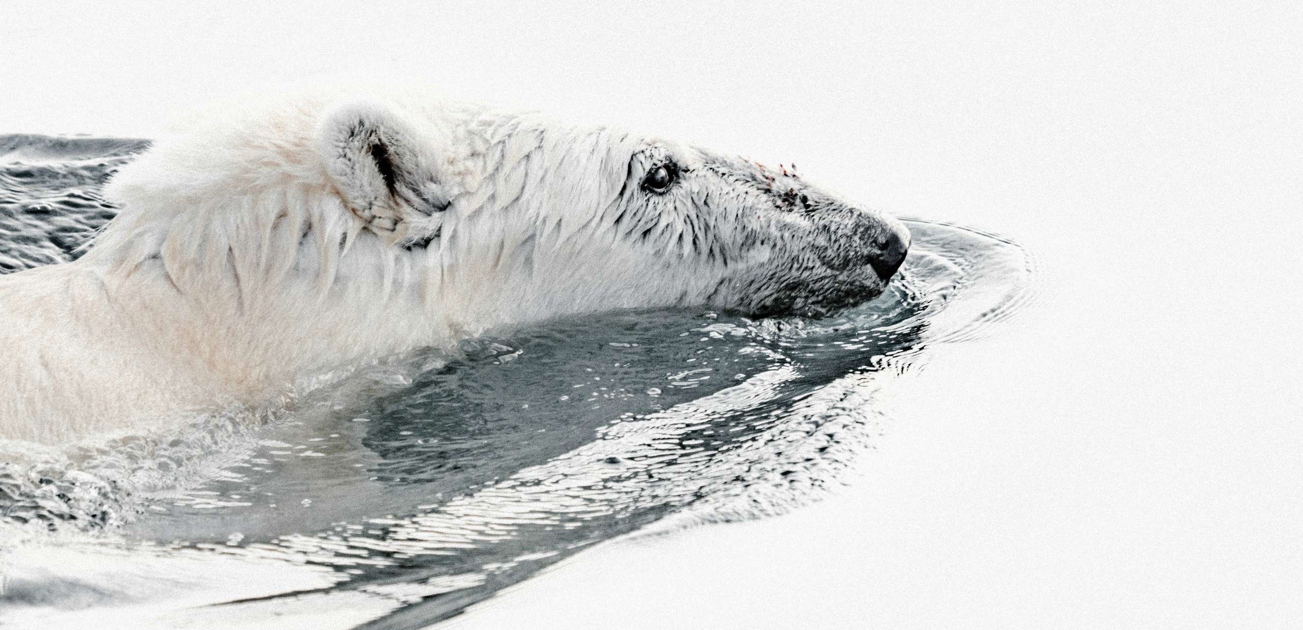 Sanostro | annie-spratt-1278319-unsplash_50p | Sanostro